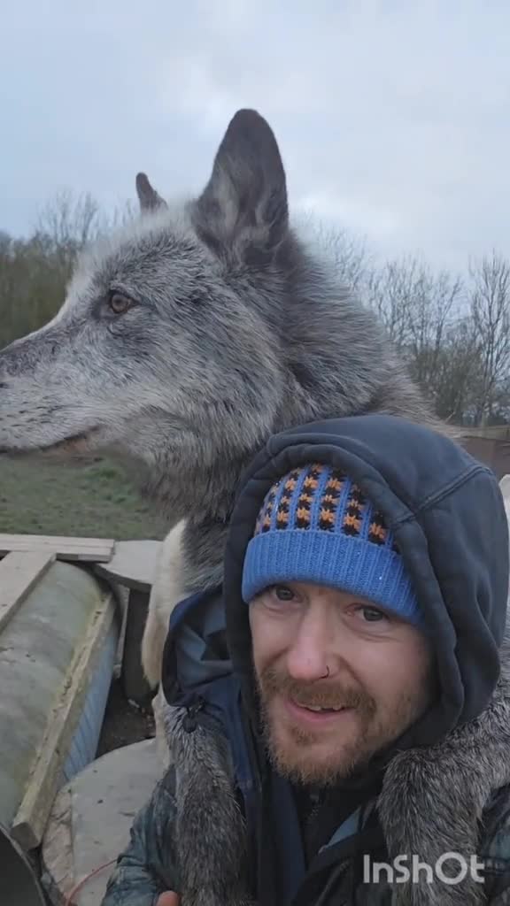 Giant wolfdog insists on a shoulder hug from his human