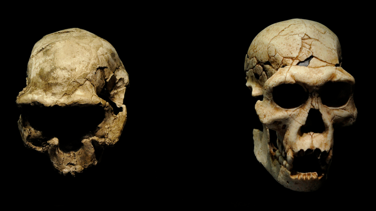 Homo erectus wasn't the first human species to leave Africa 1.8 million ...