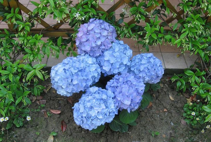 Top 15 shrubs to enhance your home's curb appeal
