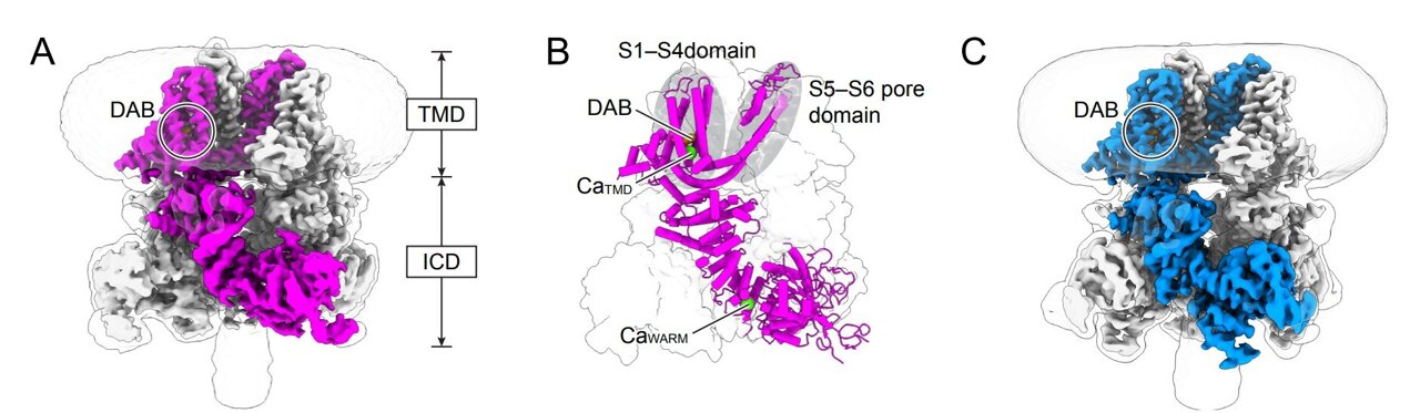 Control valve discovered in gut's plumbing system may hold answers to ...