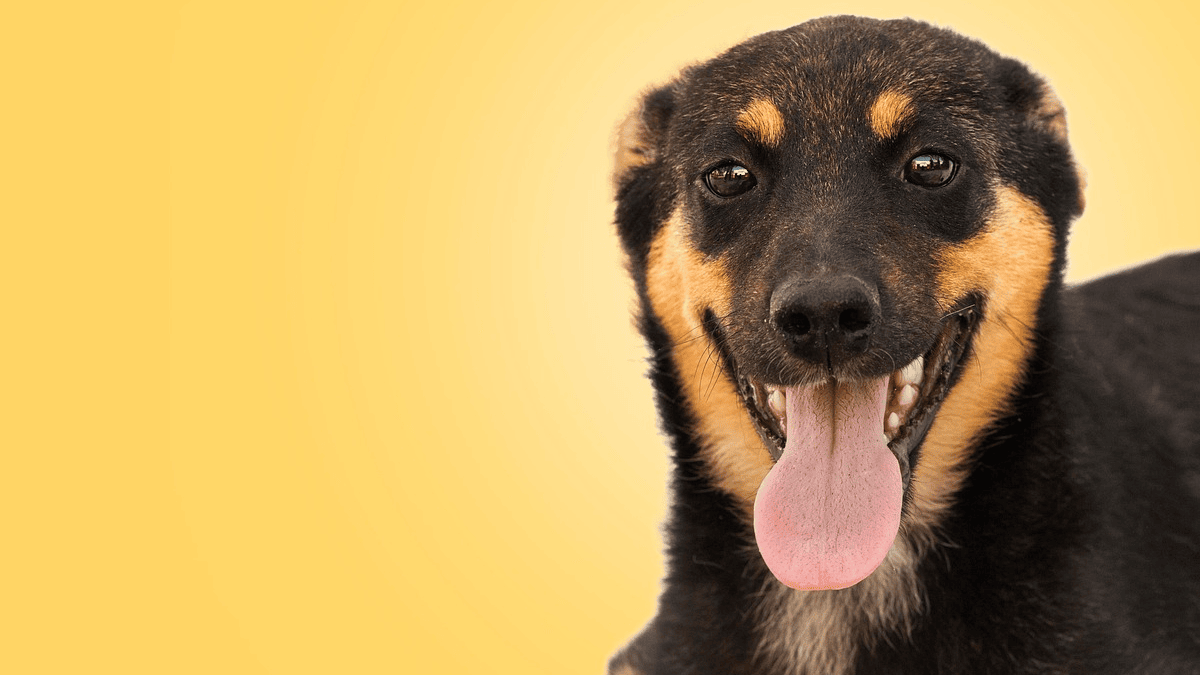 Your dog may need to see the vet urgently: these are the 5 signs you ...