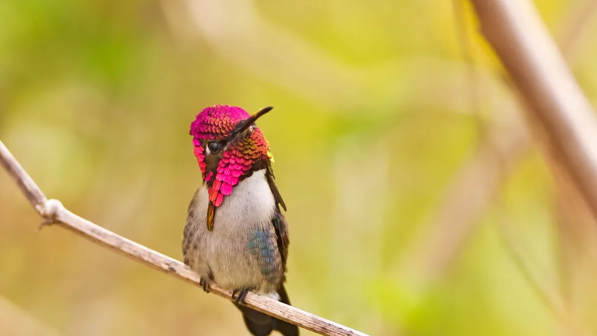 Which is the smallest bird in the world?