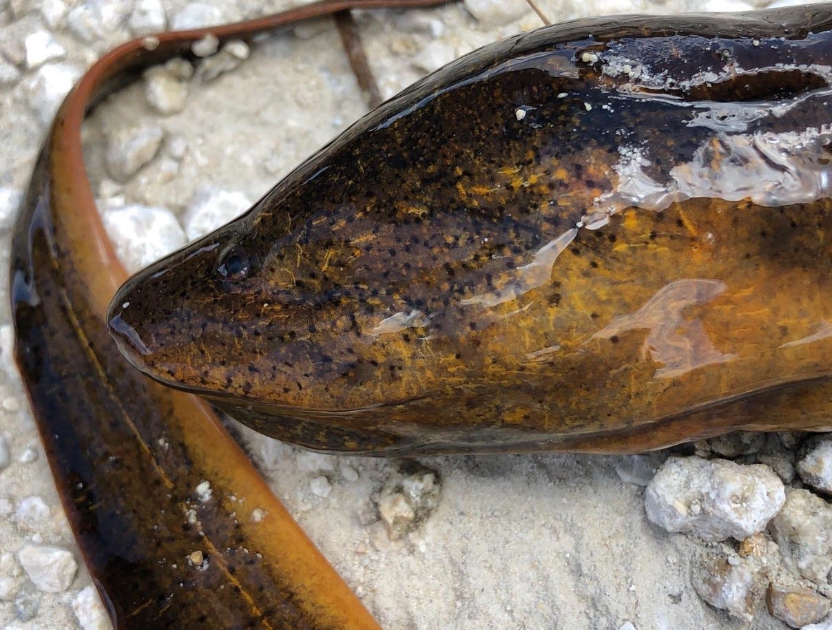 Slimy invasive predator causing shift in Florida Everglades ecosystem