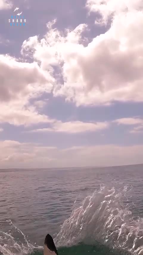 Great White Shark Comes Out The Water Vertically