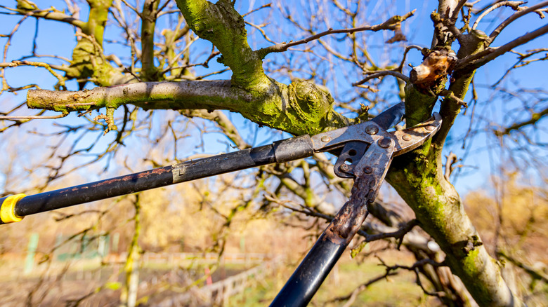 Be sure to prune this eye-catching tree during winter for thriving ...