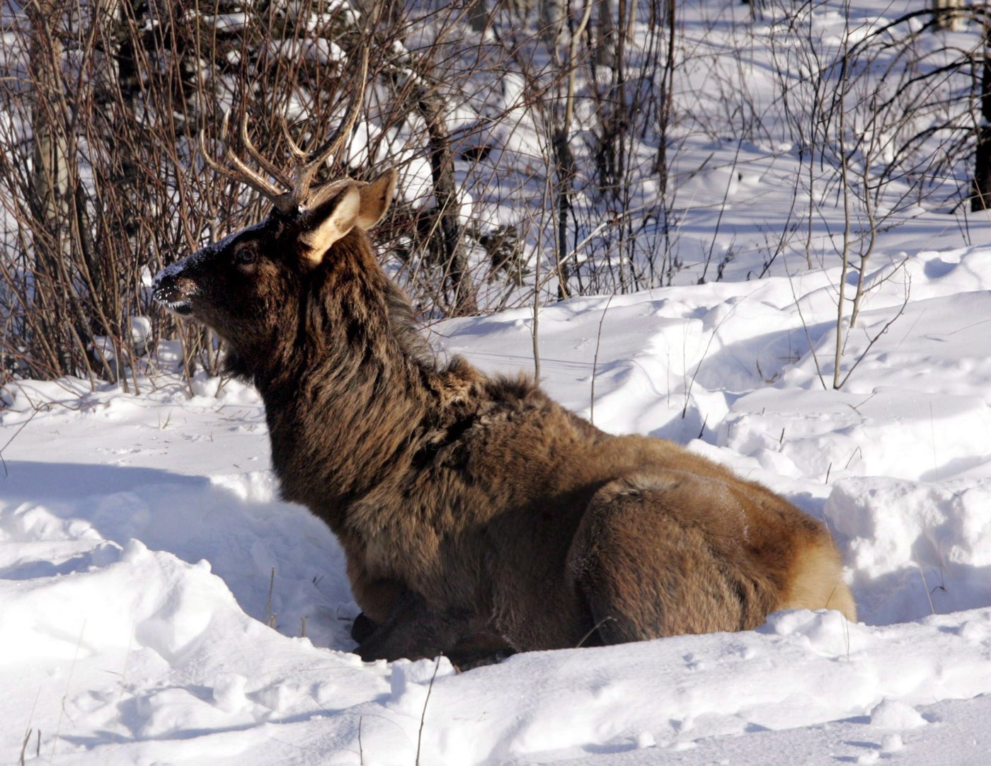 Driver caught driving at 160 km/h in BC told police he was trying to ...