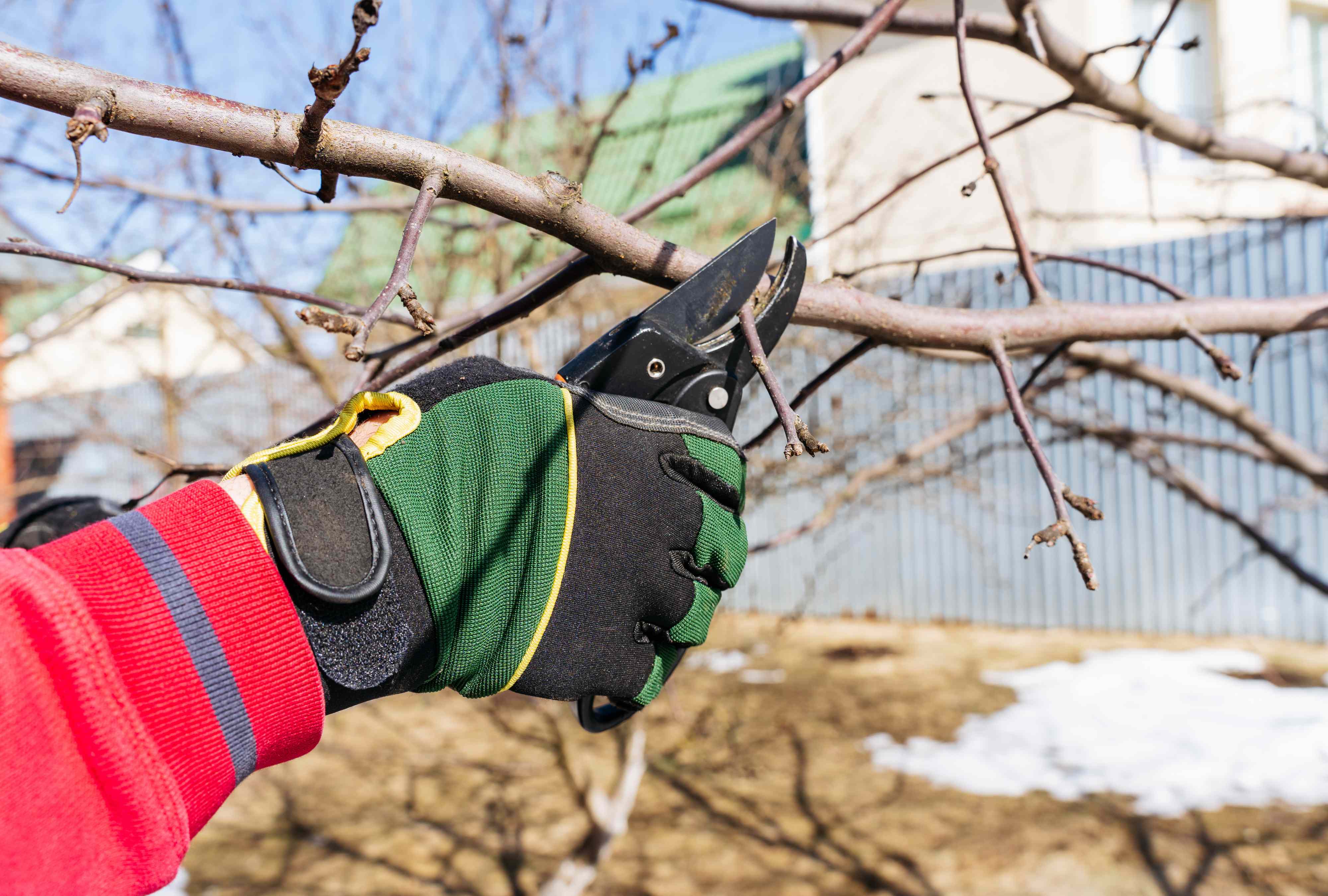 7 winter pruning tips to give your trees and shrubs a head start on spring