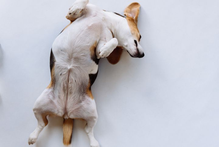 What your dog's sleeping position means