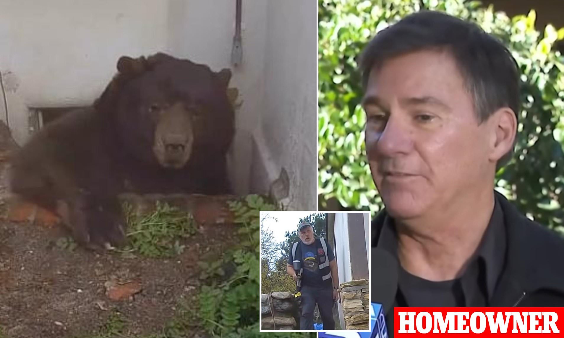 How home owner finally got massive bear to leave his property after ...