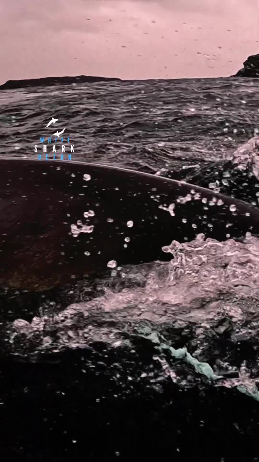 Great white accelerates through the surface from below