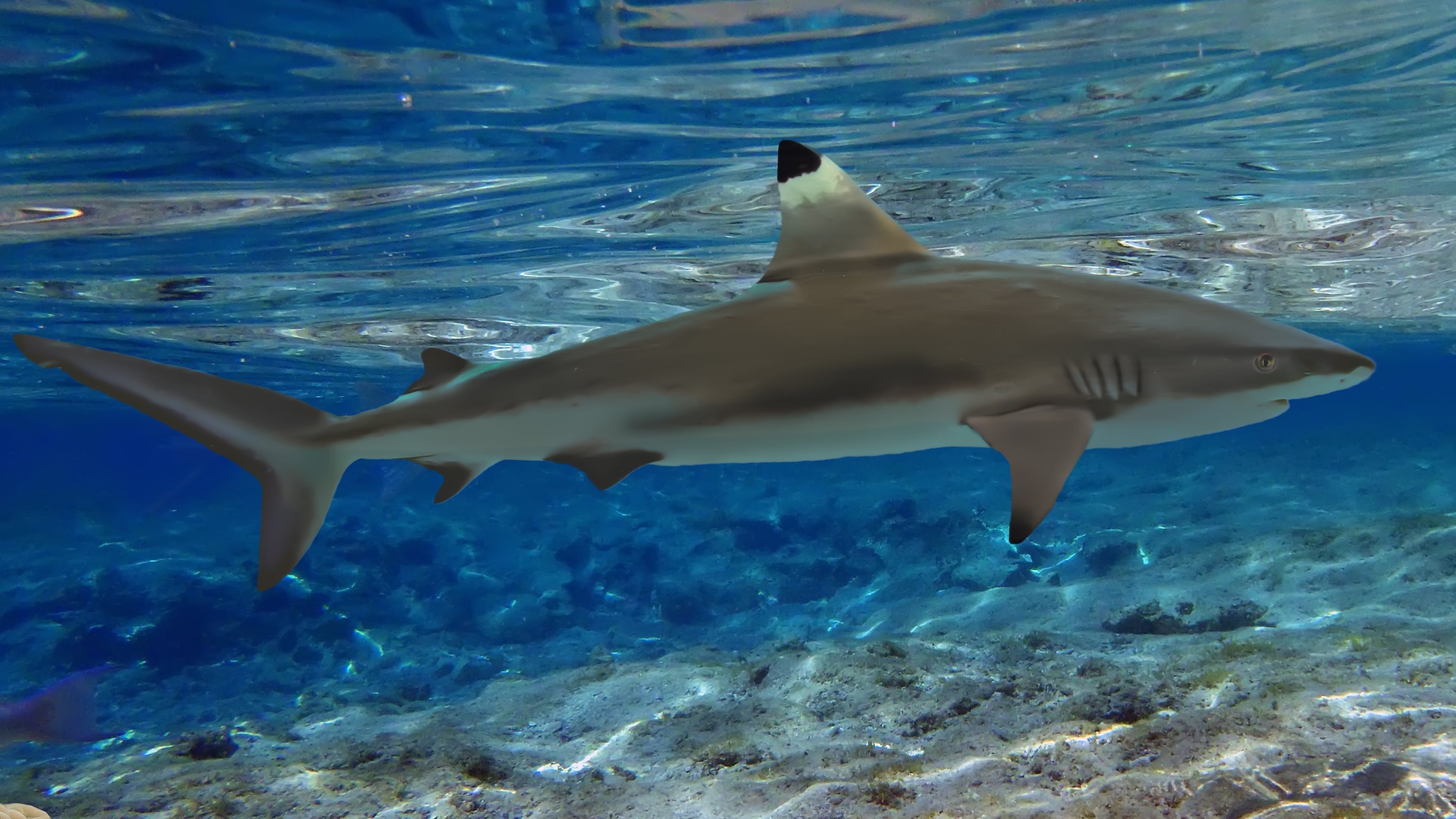 Woman loses arm, dies after apparent shark attack in St. Croix