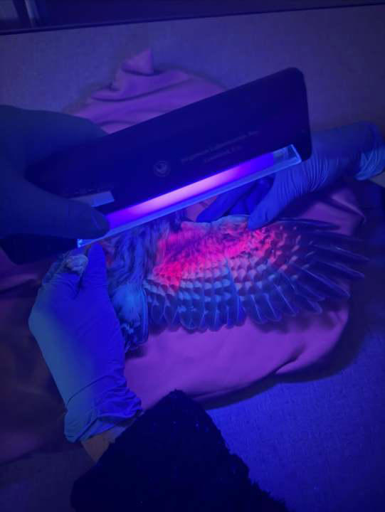 New Mexico Wildlife Center takes in injured northern saw-whet owl