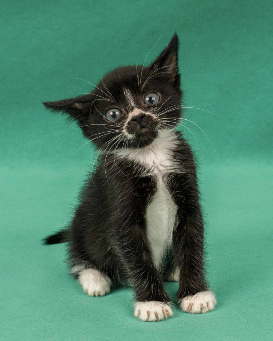 No one seems to want these kittens who are just a little different