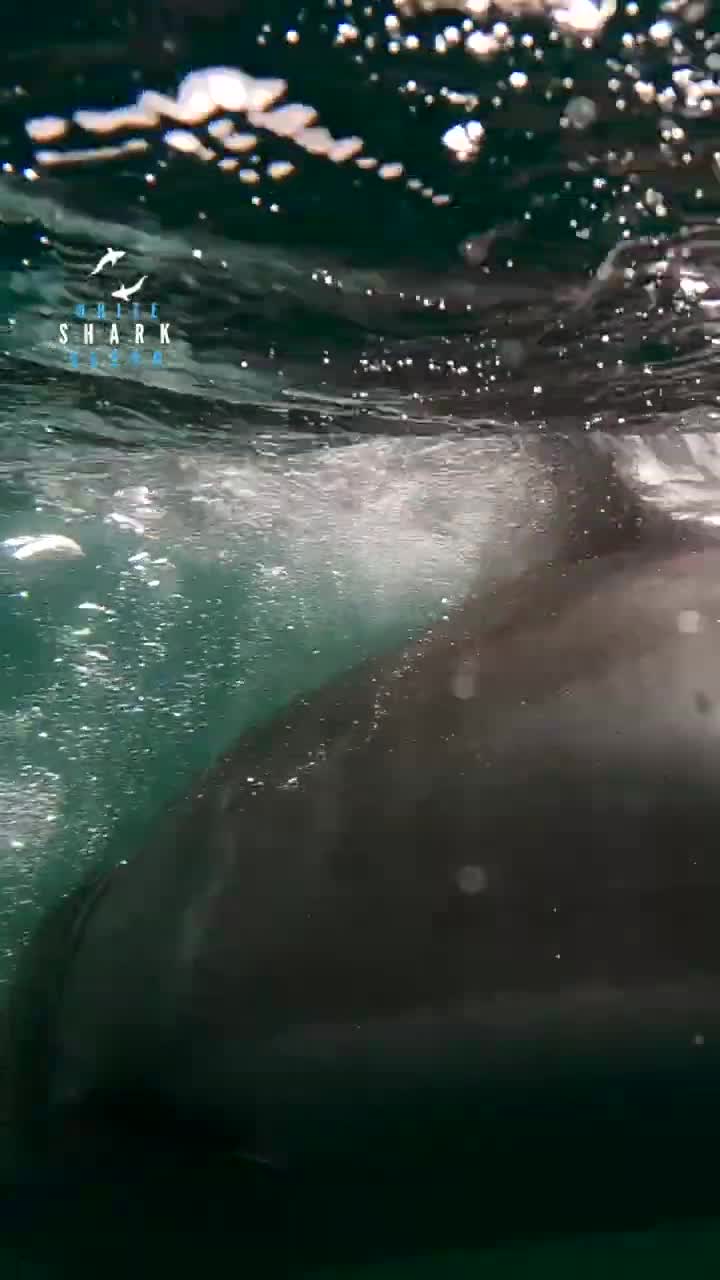 Great white shark shows rows of teeth