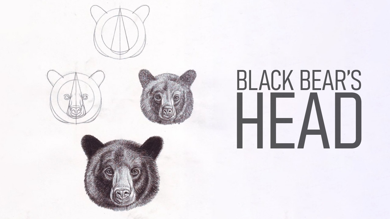 Draw a realistic black bear head from various perspectives