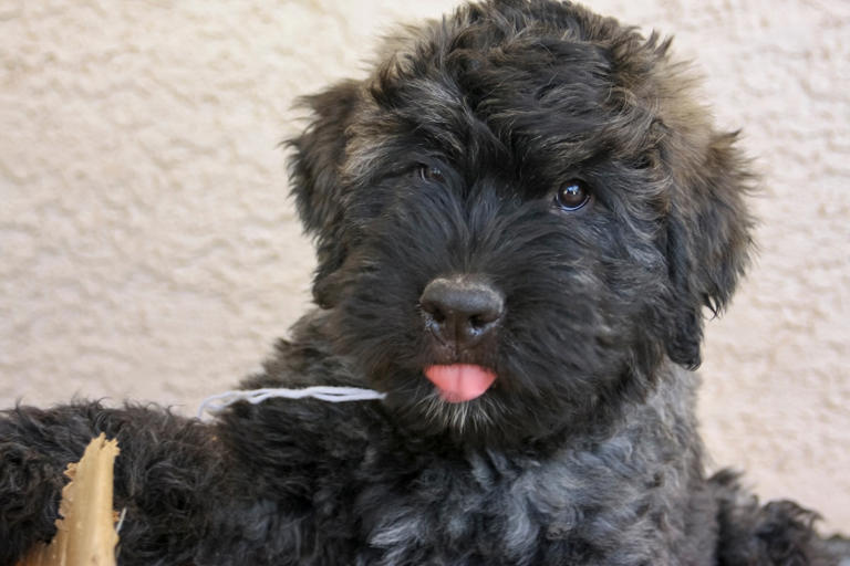 Rare Bouvier de Flandres puppy is already the size of a small adult ...