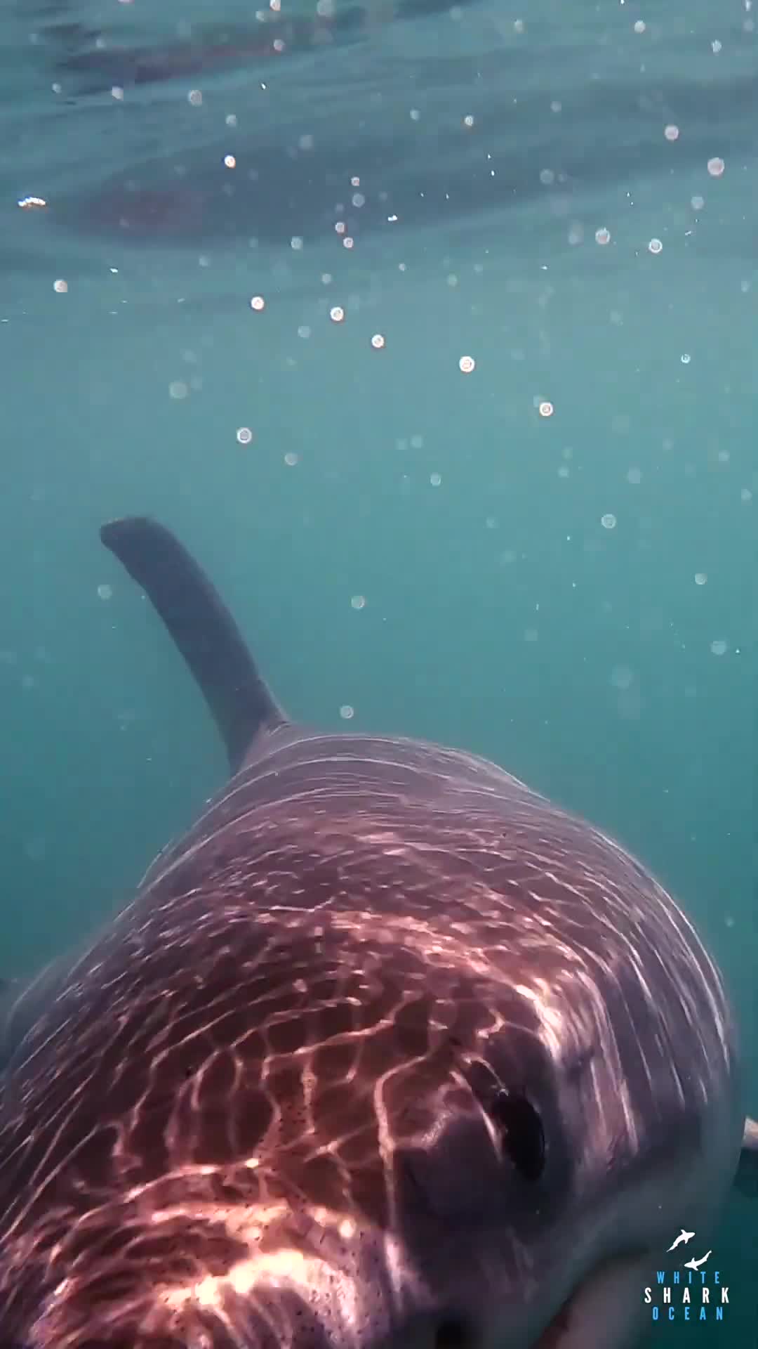 Great white turns towards us in slow motion