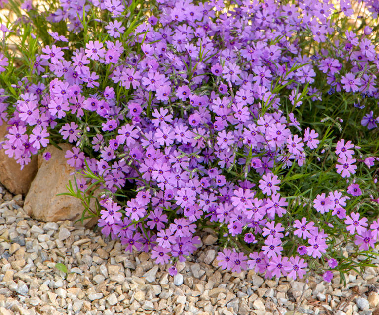 These native small pollinator plants all attract bees, butterflies, and ...