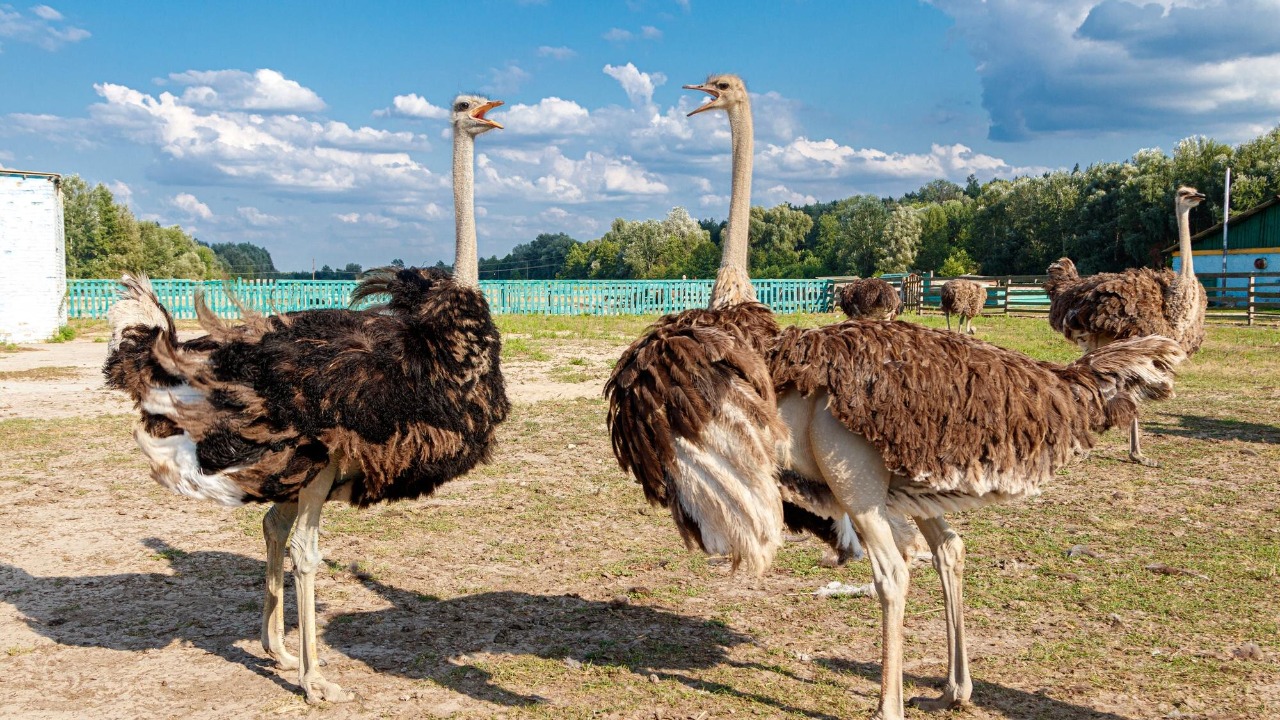 Rare 9-ft "camel birds" released into Saudi desert