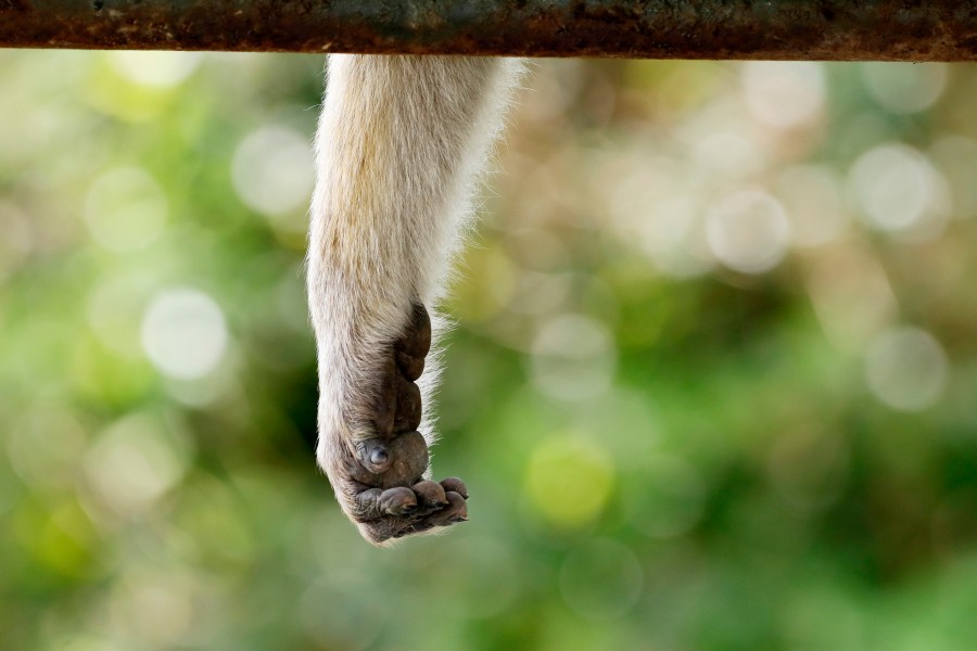 St. Louis animal control crews searching for monkey on the run