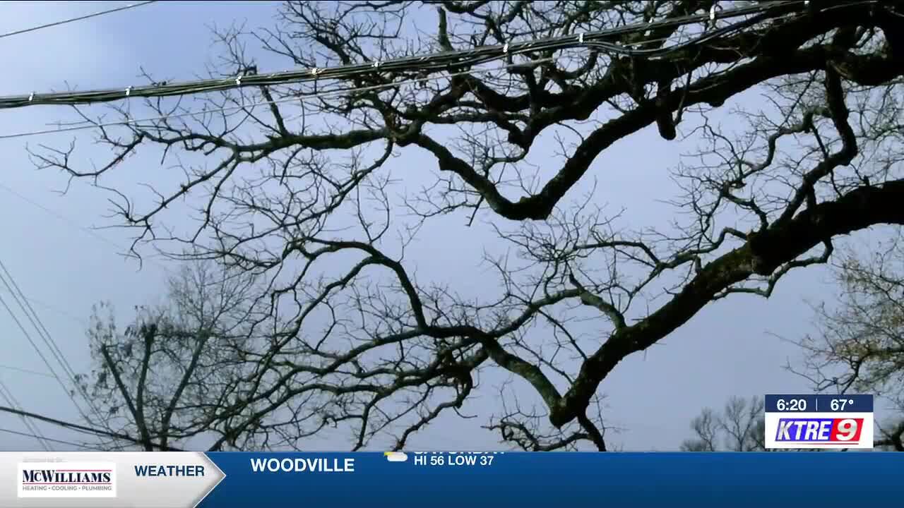 East Texas residents urged to prune trees after recent storm damage