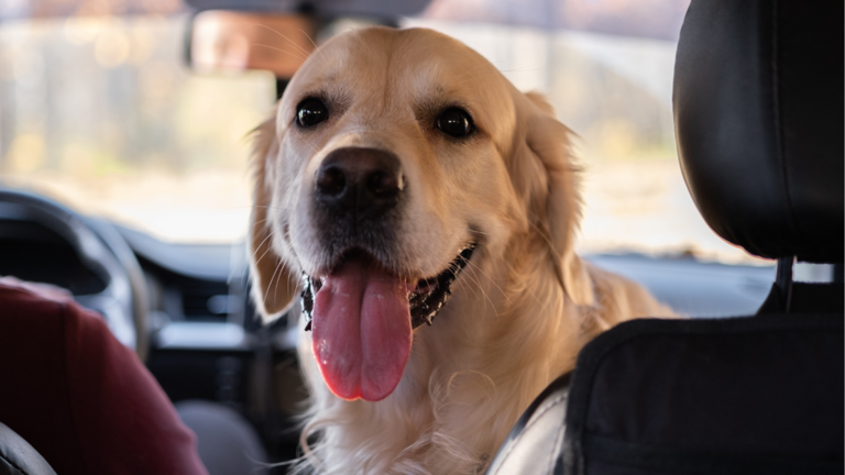 TikTok of 'dog intelligence test' is cracking everyone up