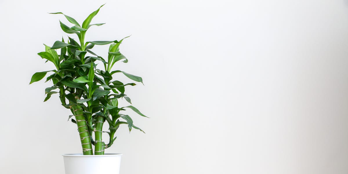 How to care for lucky bamboo plants the right way, according to an expert