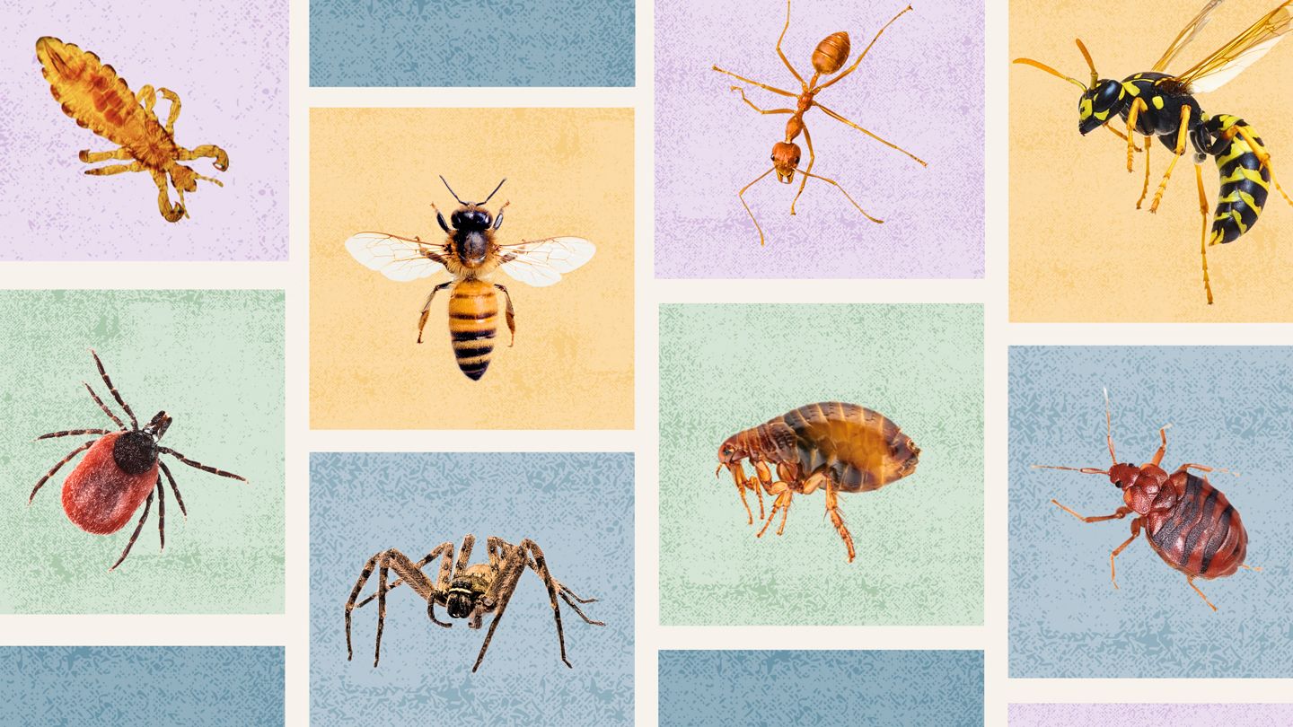 How to Spot 12 Common Bug and Insect Bites