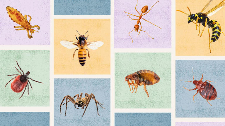 How to Spot 12 Common Bug and Insect Bites