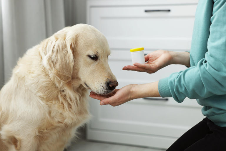 Pet prescription discount cards: Your complete guide to saving on pet ...