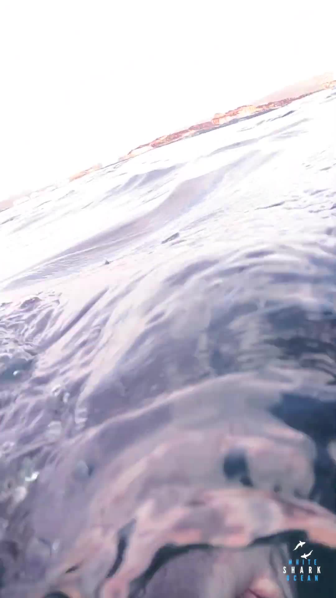 Great white shark in front of the island cruising in front of cage