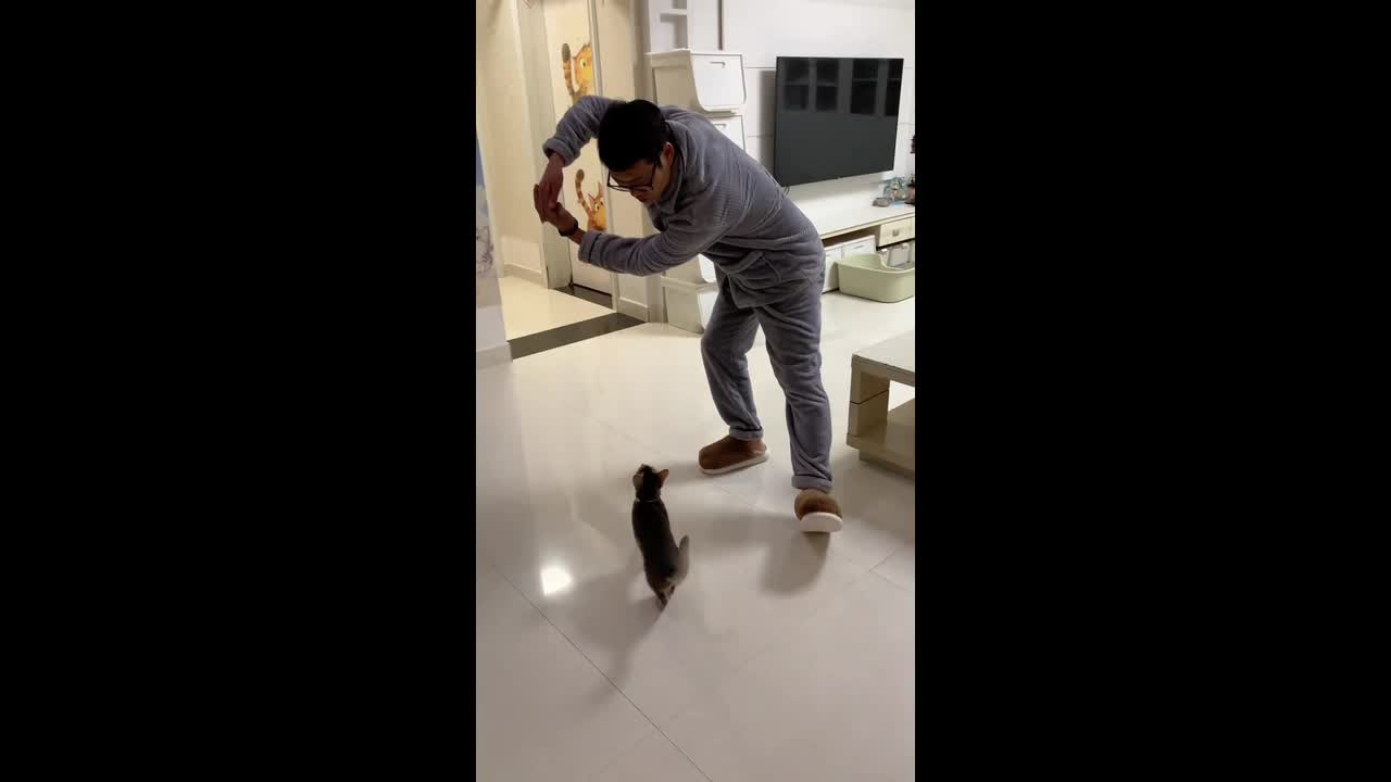 Cat performs impressive tricks under training in Hunan, China