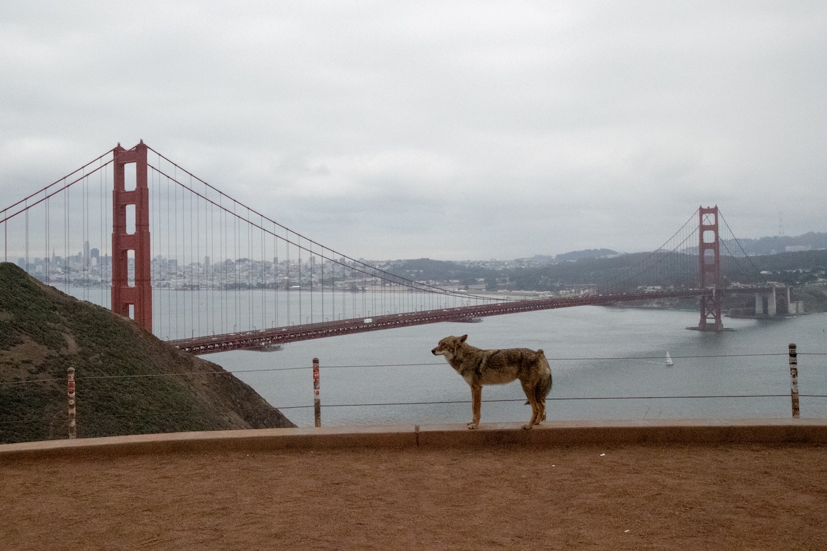 Watch: Coyotes spotted playing near Golden Gate Bridge