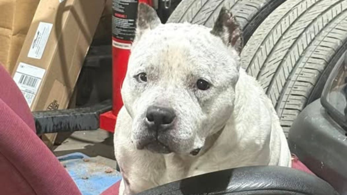 Police demand answers after dog thrown from moving car in Bucks County