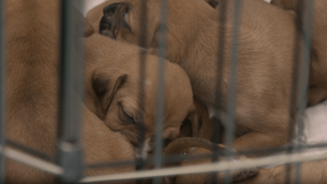 Pet Helpers sees nearly double its capacity, asks for community to step ...