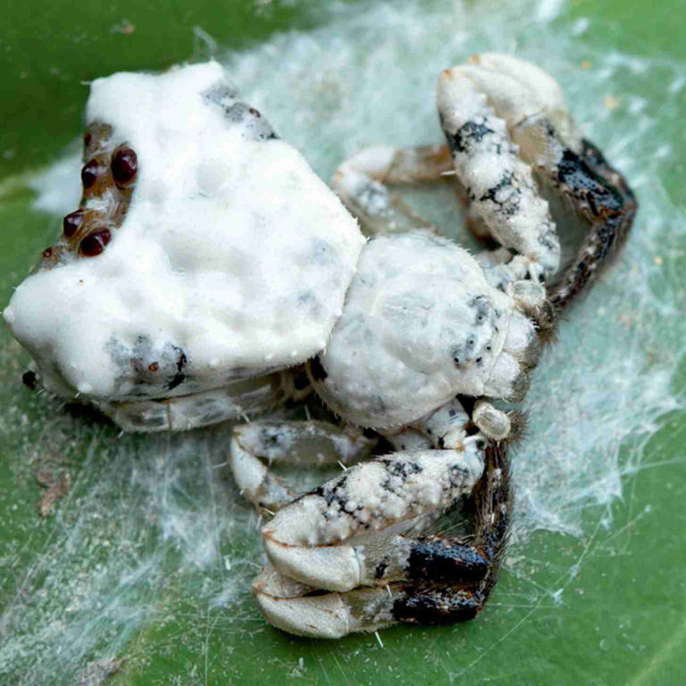This creature transforms to look and smell like bird poop to evade ...