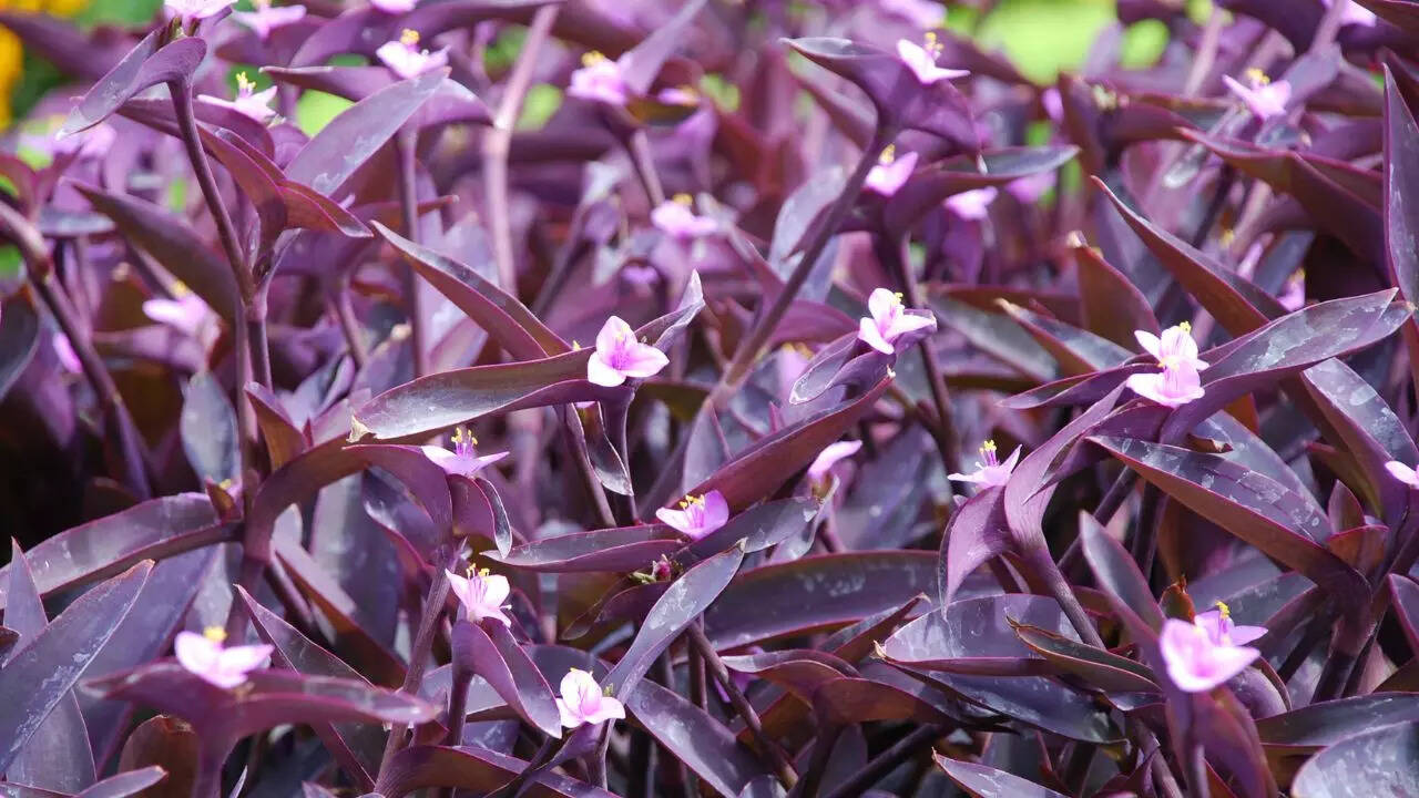 7 rare and unique plants to grow in your balcony garden