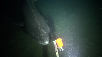 Elusive Greenland sharks spotted in the deep ocean