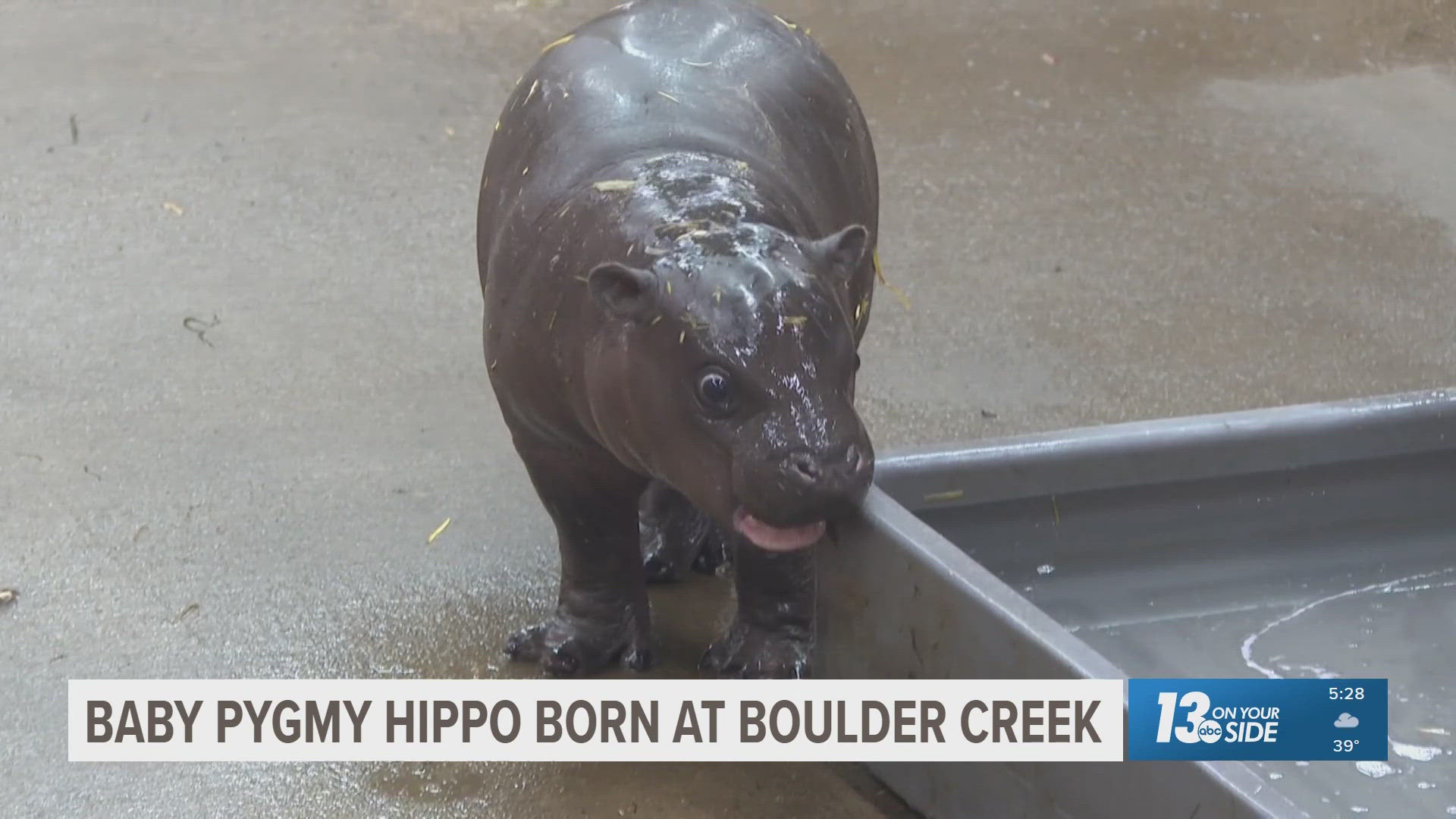 New baby pygmy hippo born at Boulder Creek Zoo