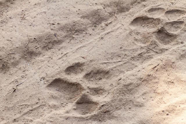 Residents alarmed after spotting large predator near homes: 'Traps have ...