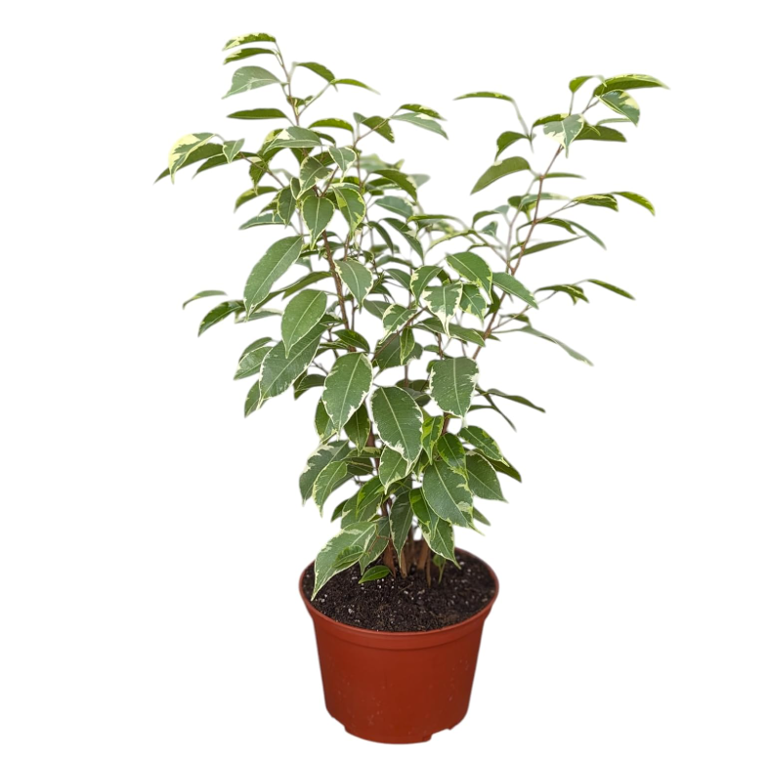 Ficus are named the cult-favorite houseplants of 2026 by industry experts