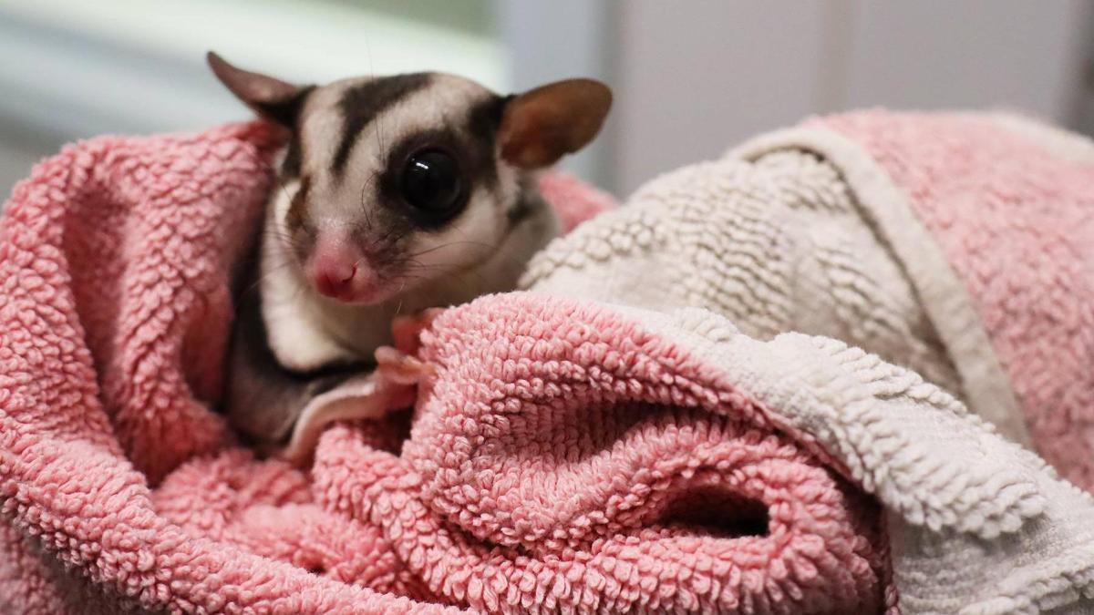 Aumentan los rescates por la moda de tener fauna exótica como mascota ...