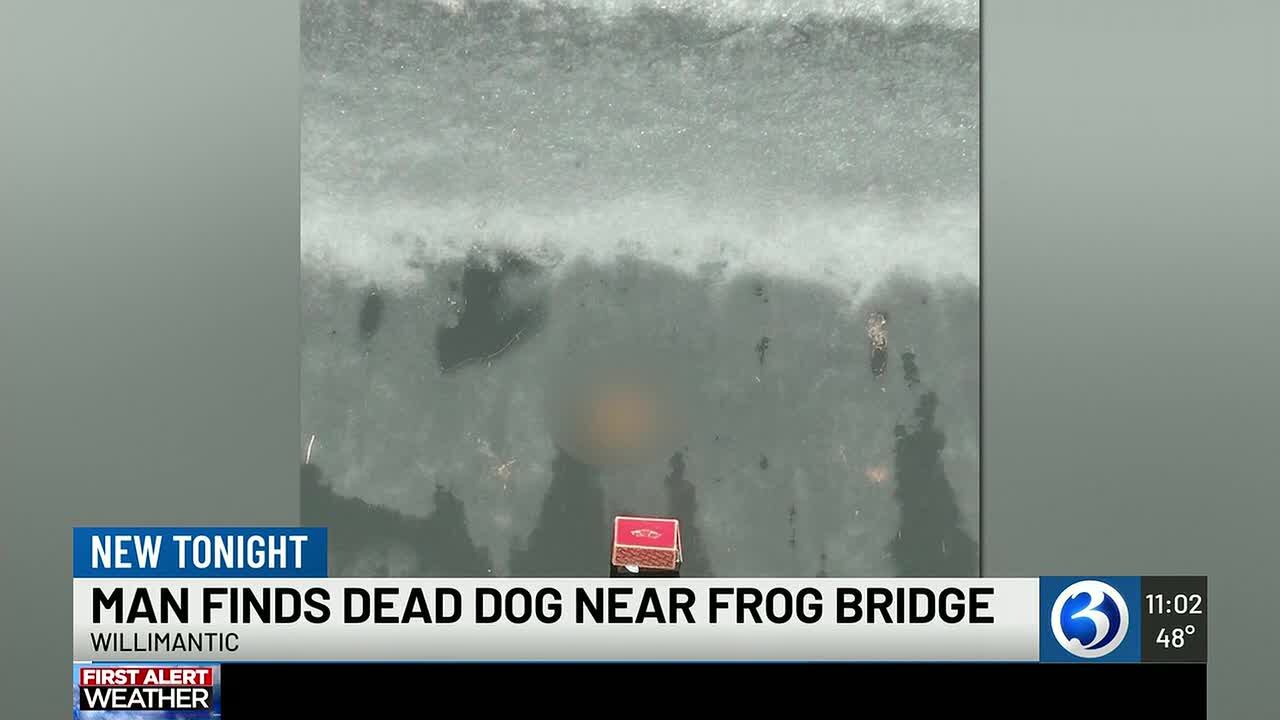 Dead dog found thrown over Willimantic bridge sparks call for justice