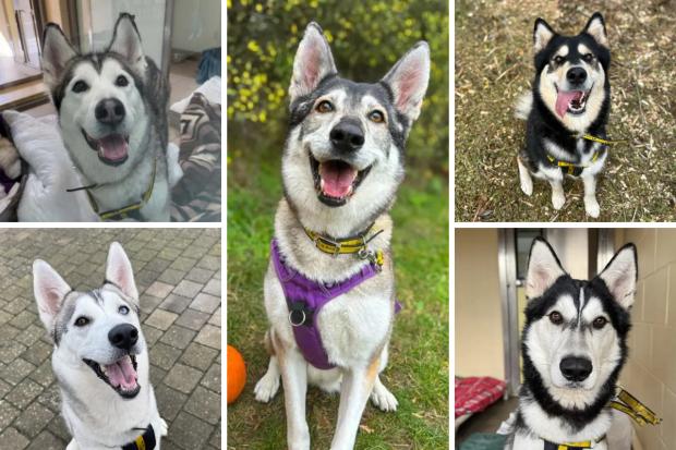 Five Arctic sled dogs at Basildon Dogs Trust looking for forever homes