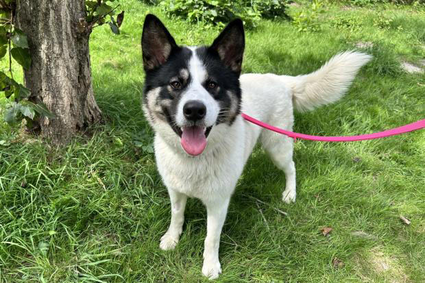 Sad truth about York dog looking for home after seven months in rescue ...