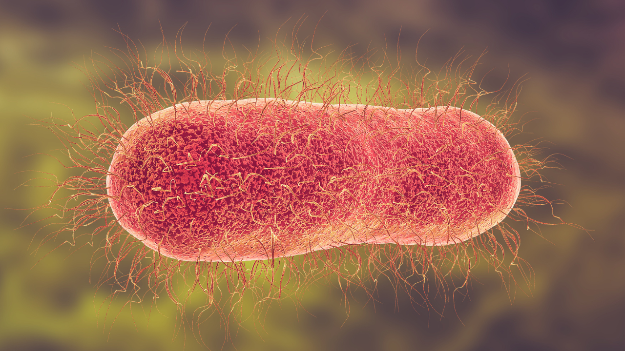 Superbug alert: Drug-resistant typhoid fever returns as a growing ...