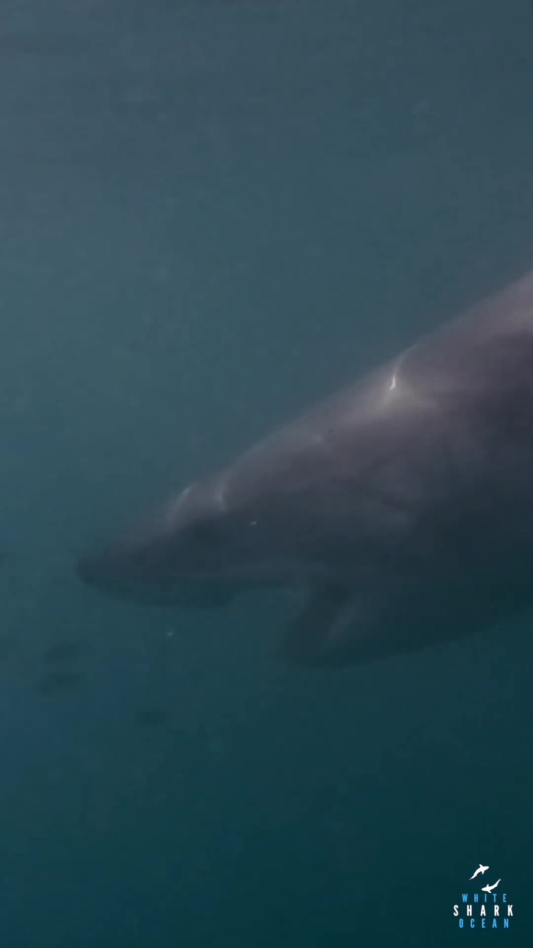 Great white shark mouth and head movement #shorts