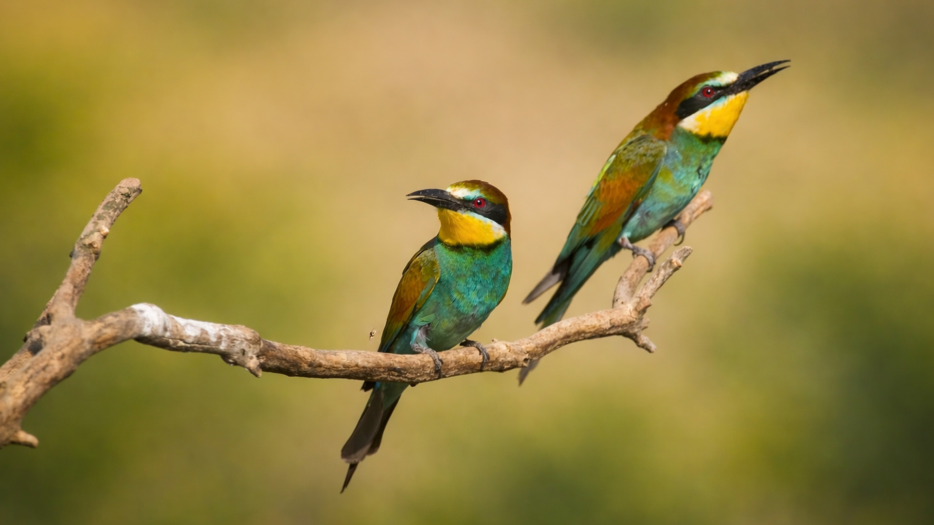 I found two colorful birds sitting on a branch