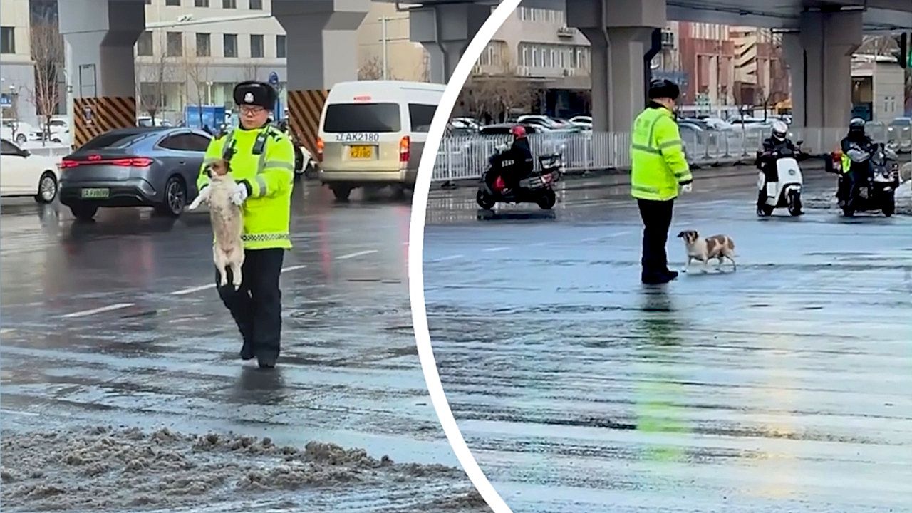 Un chien veut traverser une route à plusieurs voies et cherche de l'aide