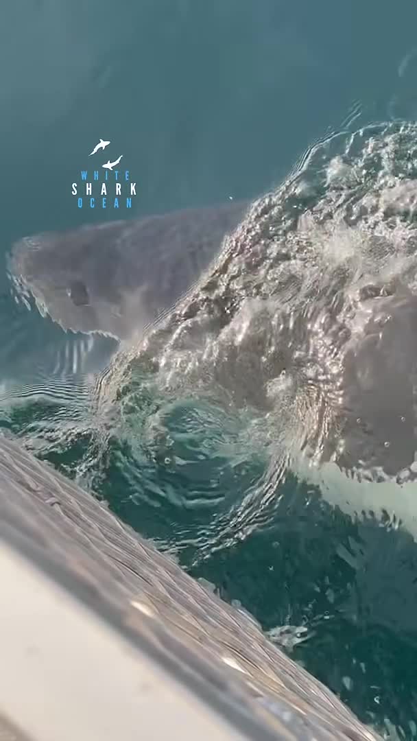 Great white comes to bump the cage